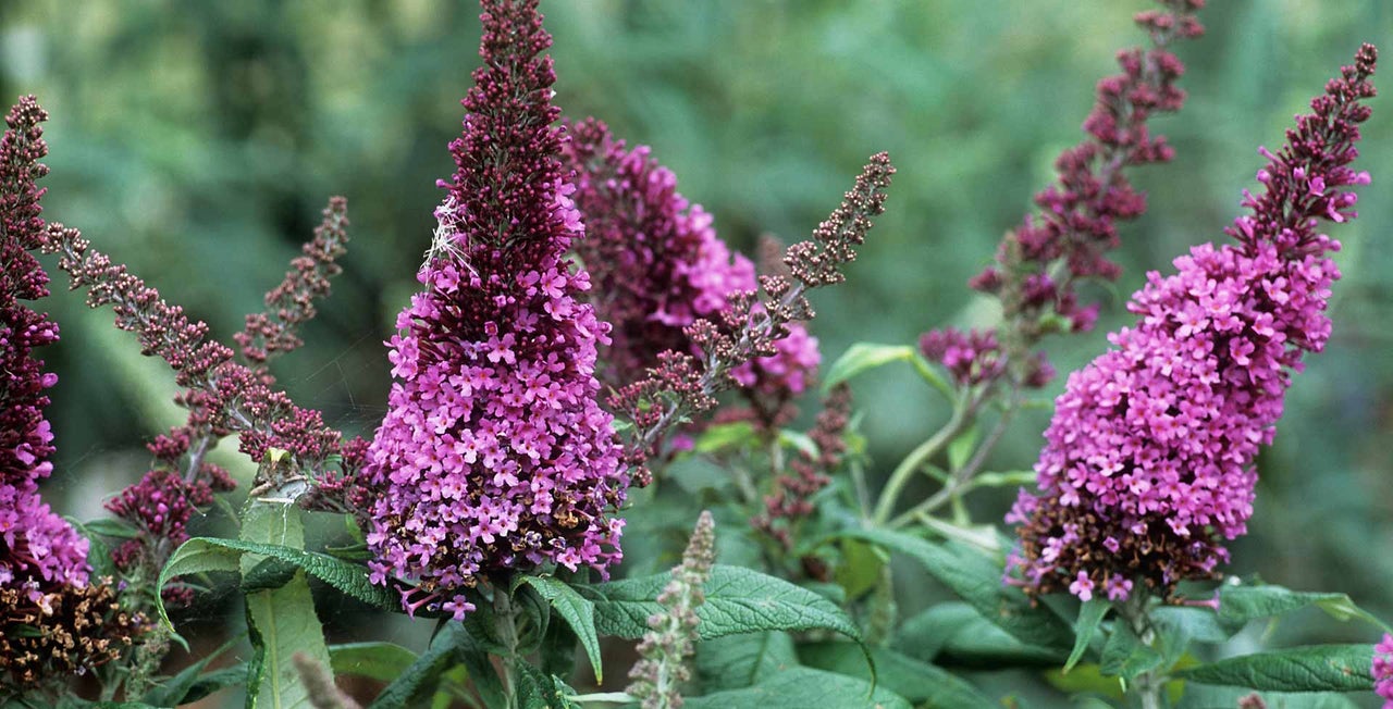 Buddleja (Butterfly bush) / RHS Plant Guide