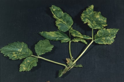 Cucumber mosaic virus: Causes & Control | RHS Advice