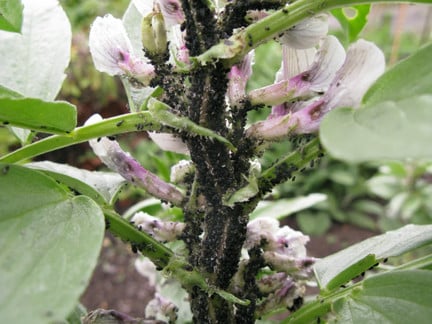 Woolly aphid: Identification, Care & Tips | RHS Advice