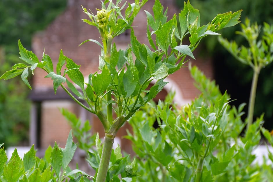 How to grow Lovage | RHS Guide