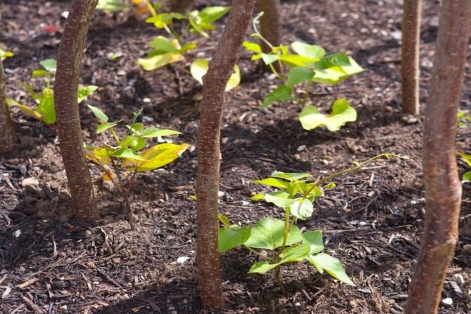 How to grow runner beans | RHS Guide