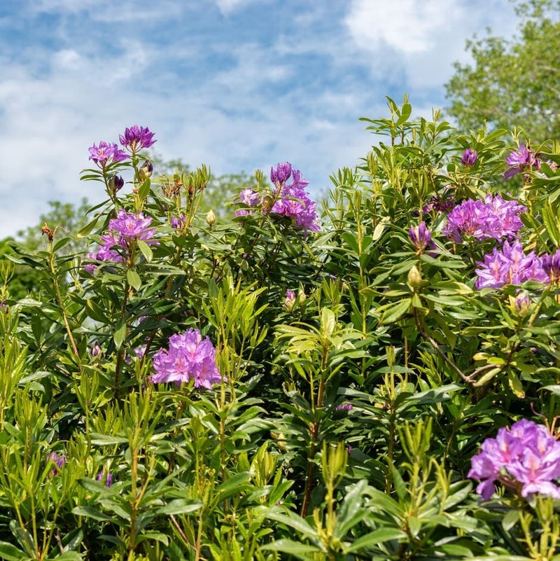 Invasive non-native plants | RHS Advice
