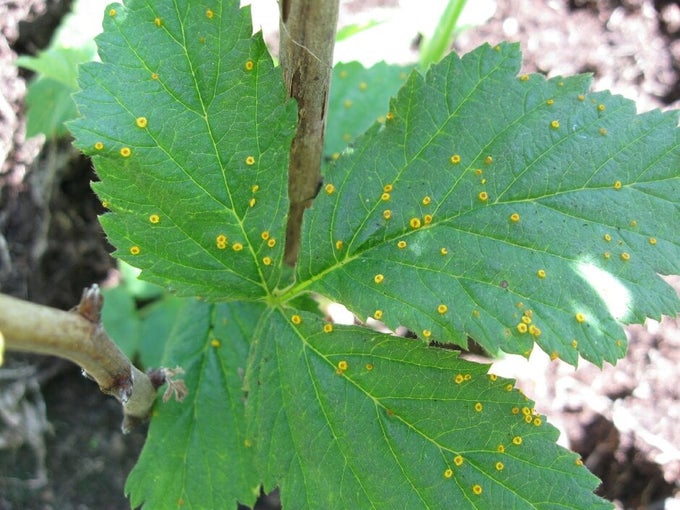 Blueberry rust: Causes, Symptoms & Control | RHS Advice