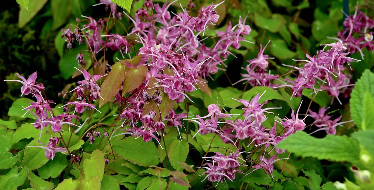 Epimedium / RHS Plant Guide