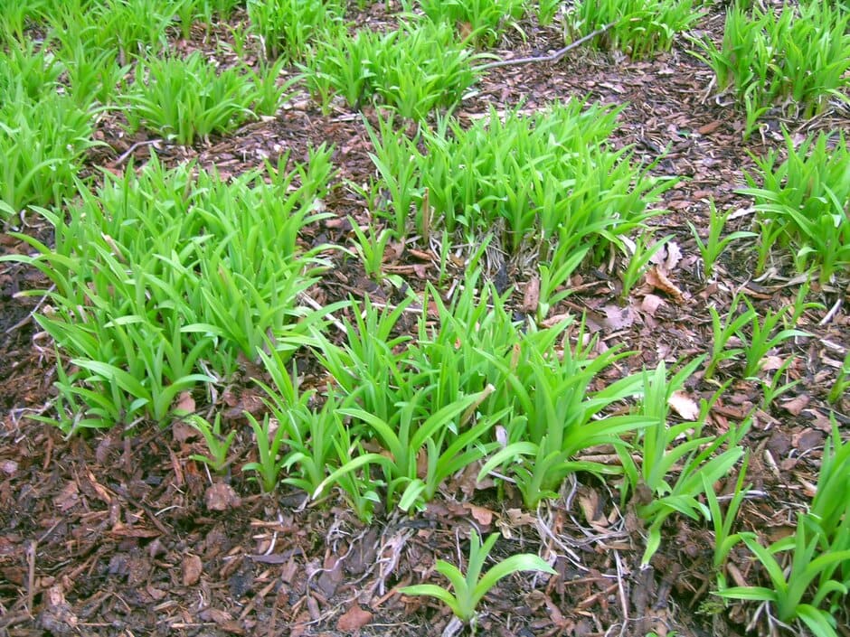 How to mulch with organic matter | RHS Advice