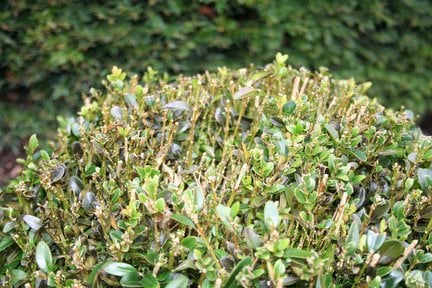 Box blight: Causes, Symptoms & Control | RHS Advice