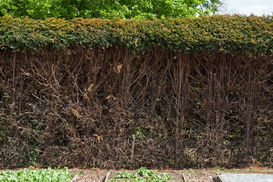 Pruning Hedges: Expert Tips | RHS Advice
