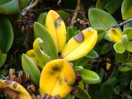 Shrubby Veronica Leaf Diseases | RHS Advice