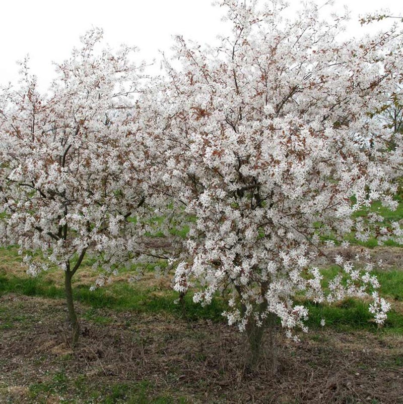 Trees for Smaller Gardens | RHS Advice