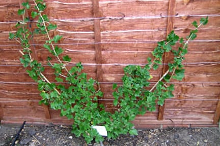 Fan-trained trees: initial training | RHS Advice