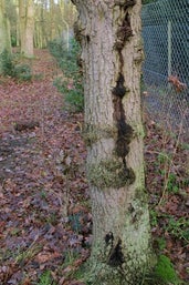 Oak Decline: Causes & Management | RHS Advice