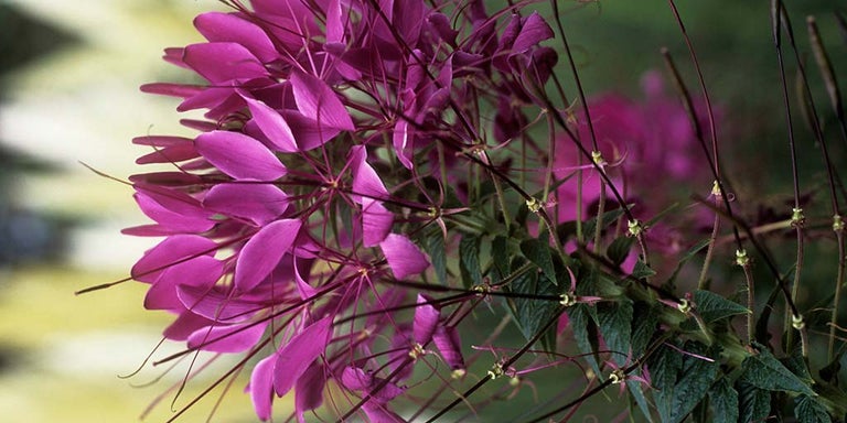 Cleome / RHS Plant Guide