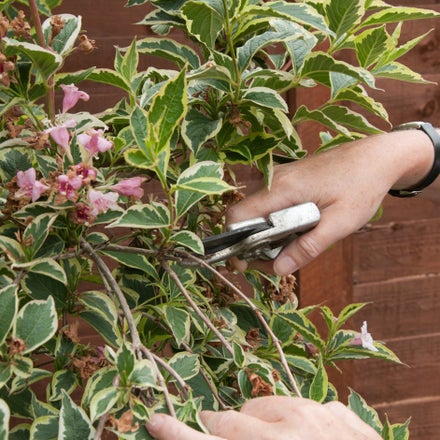 How to grow hebes (shrubby veronica) / RHS Growing Guide