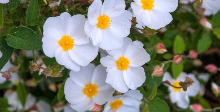 How to grow cistus / RHS Growing Guide