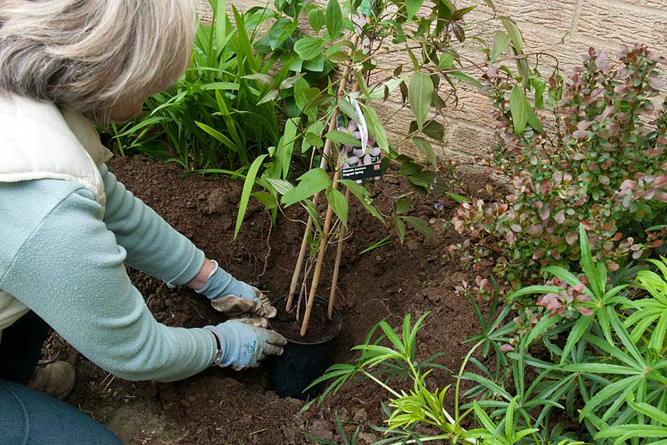 How to Plant a Climber | RHS Advice