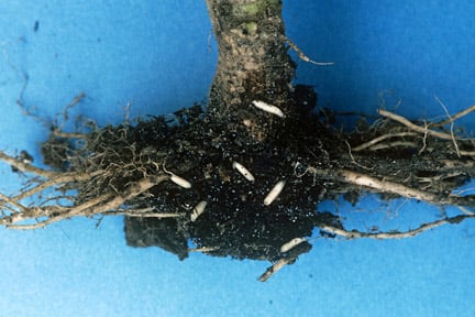 Cabbage root fly | RHS Advice