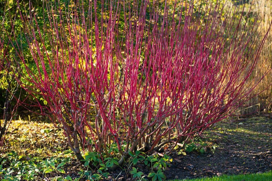 Partial Shade: Red and Pink Plants | RHS Advice