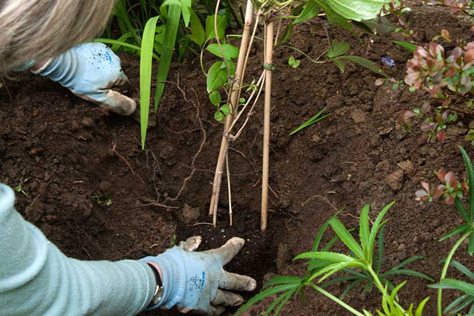 How to Plant a Climber | RHS Advice