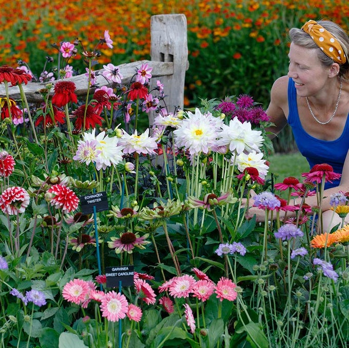 Cut flowers: cutting and conditioning | RHS Advice