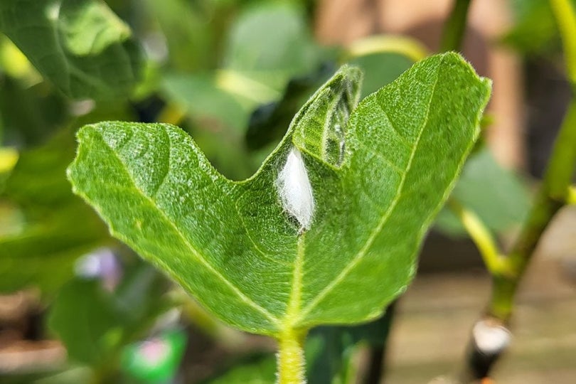 Fig Leaf Skeletoniser: Protect Your Fig Plants | RHS Advice