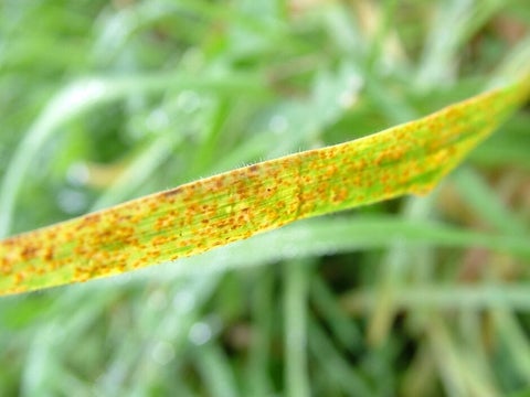 Lawn: rust disease: Symptoms, Causes & Control | RHS Advice