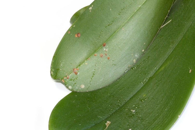 Scale Insects: Identification and Control | RHS Advice