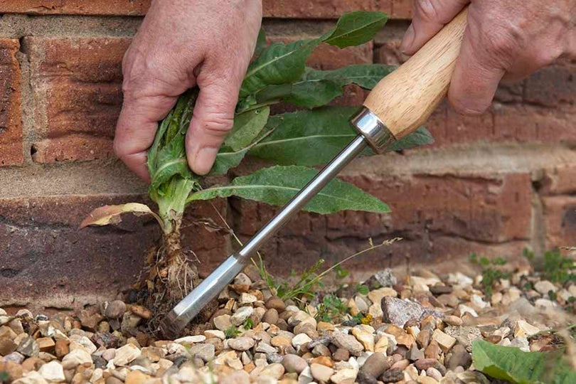 Weeds on Hard Surfaces | RHS Advice