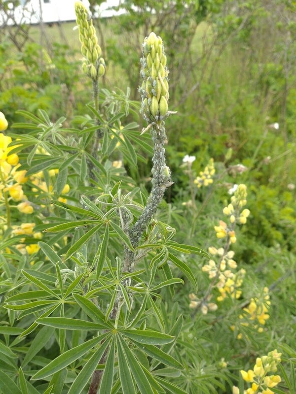 Lupin aphid: Identification & Control | RHS Advice