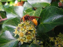 How gardeners can help pollinators | RHS Advice