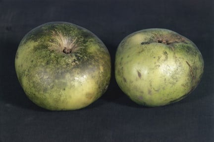 Sooty Blotch and Flyspeck on Apples | RHS Advice