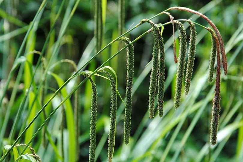 Potentially invasive plants | RHS Advice