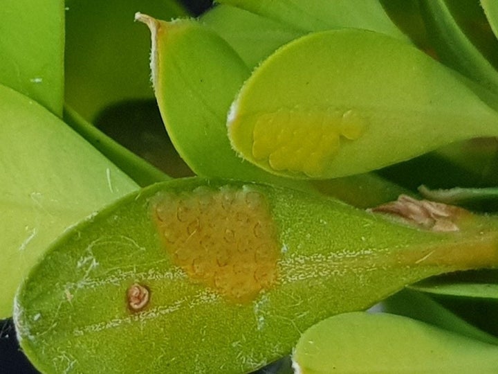 Box Tree Caterpillar: How to Protect Box Plants | RHS Advice