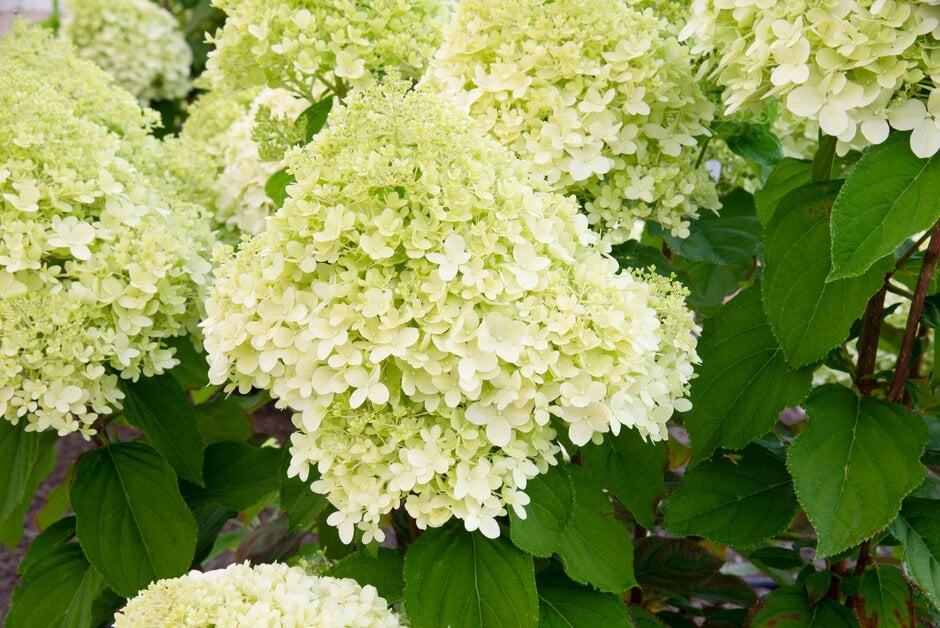 Partial Shade with Autumn Interest | RHS Advice
