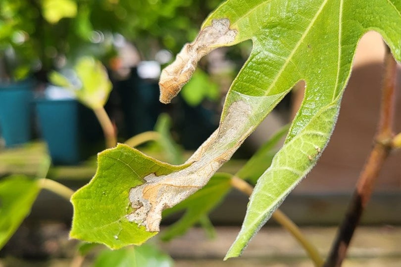 Fig Leaf Skeletoniser: Protect Your Fig Plants | RHS Advice