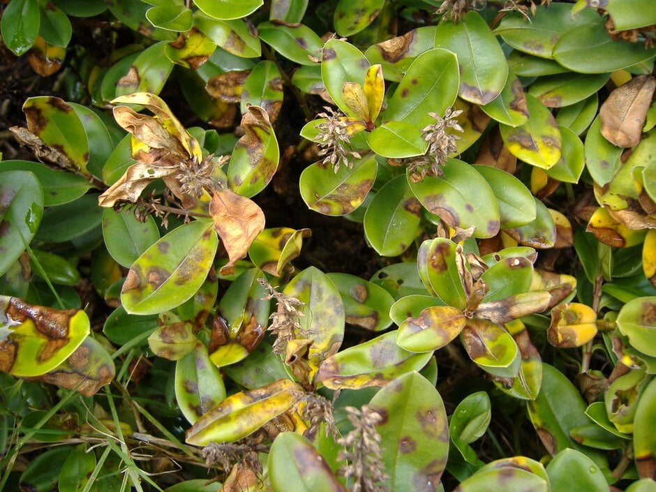 Shrubby Veronica Leaf Diseases | RHS Advice