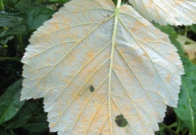 Rust diseases: Symptoms & Control | RHS Advice