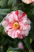 Plant Mutations: What Gardeners Should Know | RHS Advice