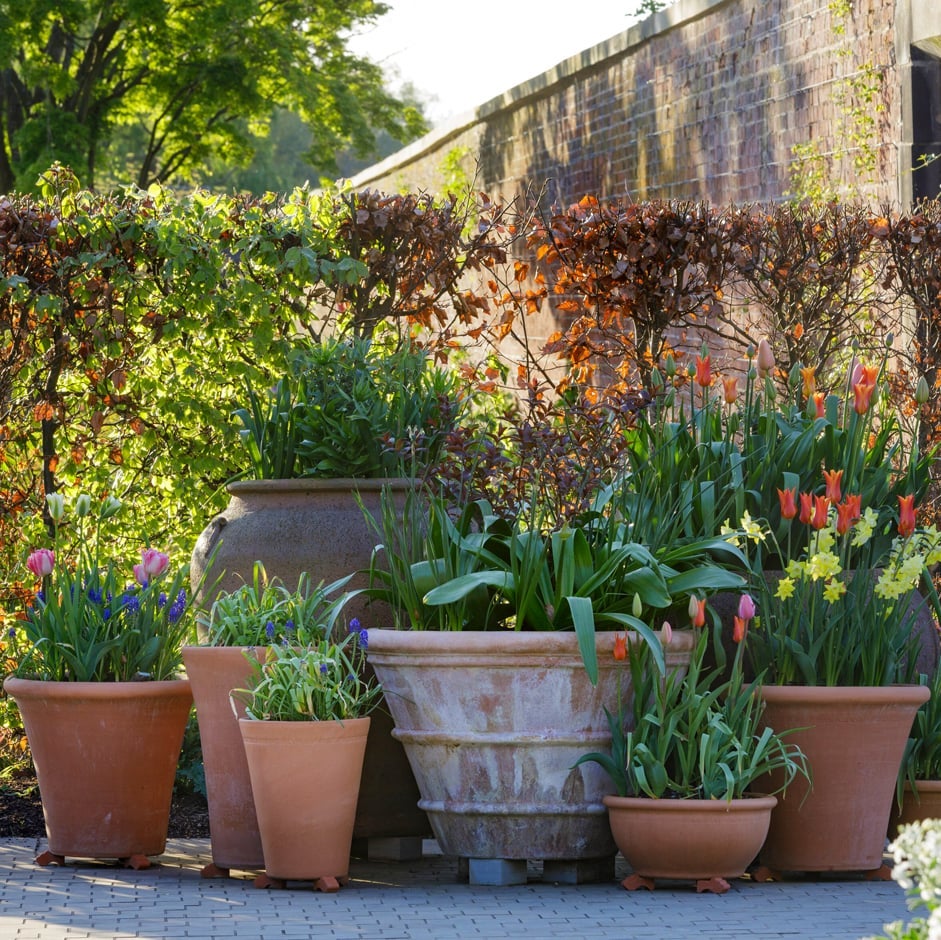 How to water containers: Expert Guide | RHS Advice