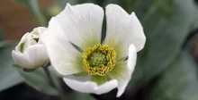 How to grow ranunculus / RHS Growing Guide