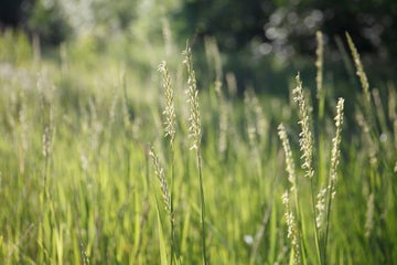 Couch Grass | RHS Advice