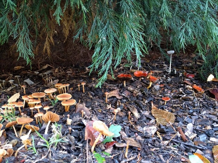 Saprotrophic Fungi in Gardens | RHS Advice