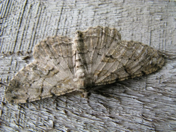 Moths in your garden | RHS Advice