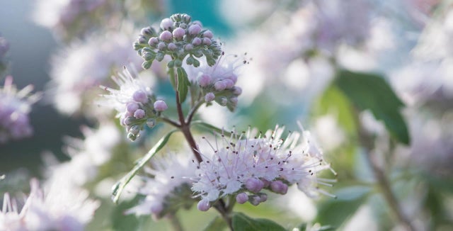 Caryopteris / RHS Plant Guide