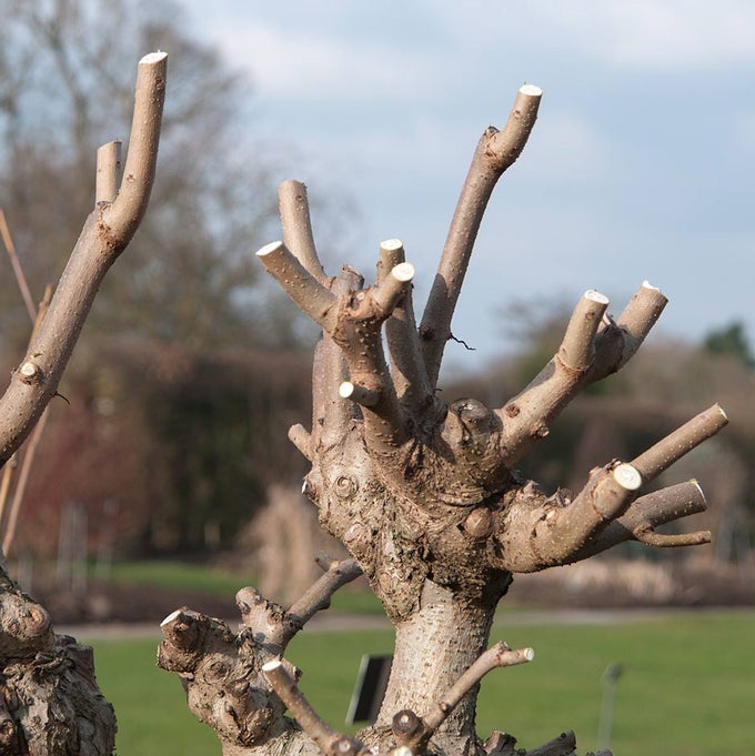 Cloud Pruning: Japanese Garden Style | RHS Advice