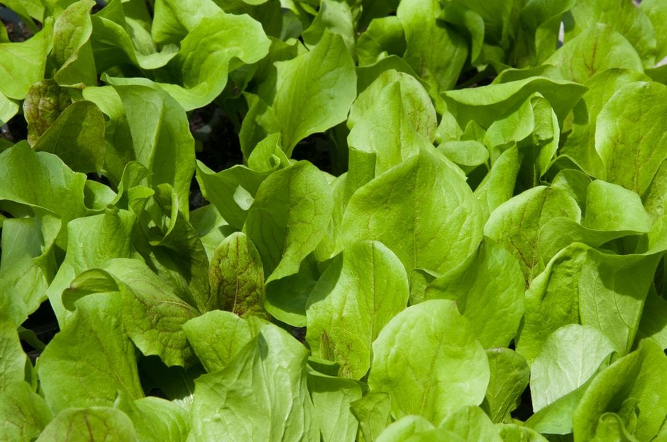 How to grow chicory | RHS Guide