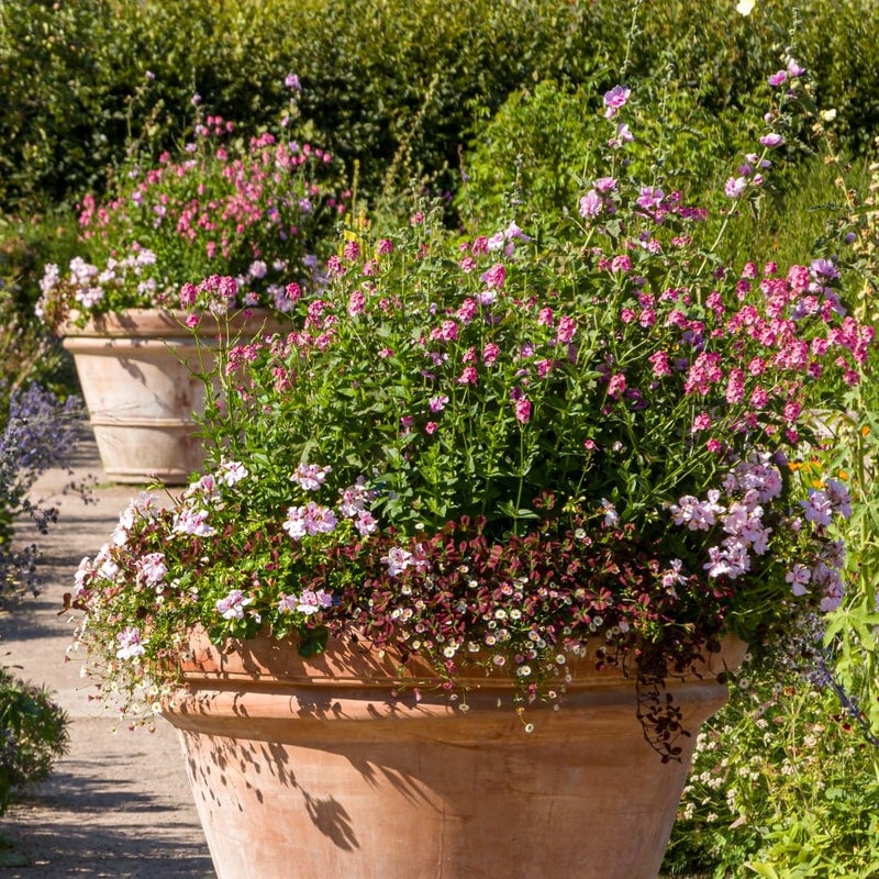 Best Bedding Plants for Colourful Displays | RHS Advice