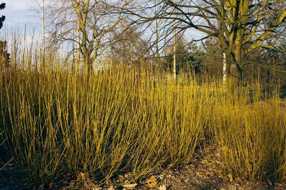 Damp soil planting ideas | RHS Advice