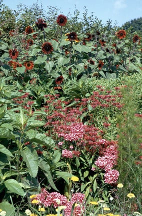 Revitalise Overgrown Garden Borders | RHS Advice