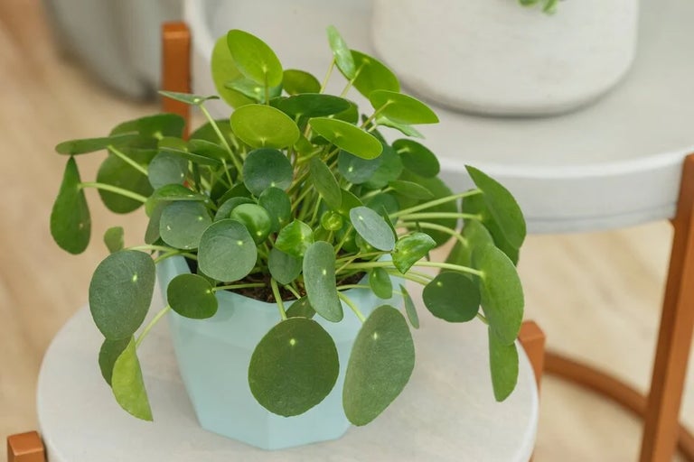 How to grow pilea / RHS Growing Guide