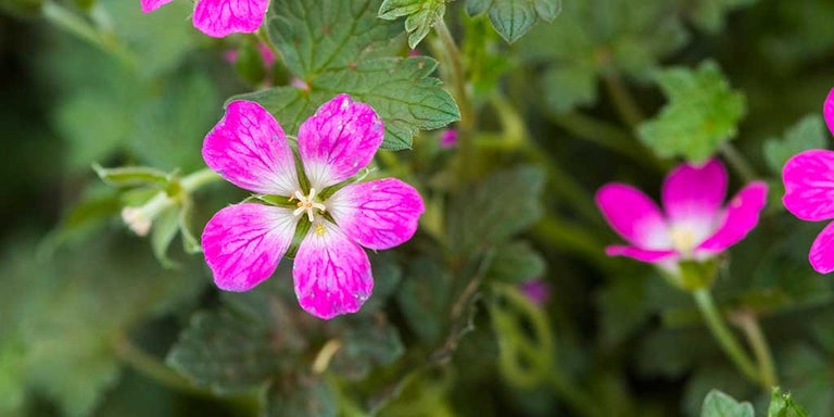 Hardy geraniums / RHS Plant Guide